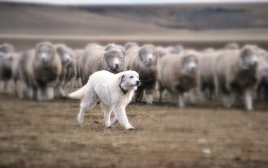 Los perros protectores disuaden a los depredadores – Rural al día