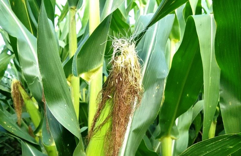 Las 3/4 partes del maíz ya fueron cosechadas – Rural al día