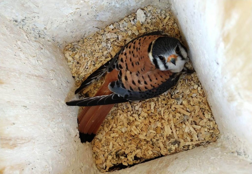 Usan aves rapaces para controlar al “tucu tucu” en el suroeste pampeano ...