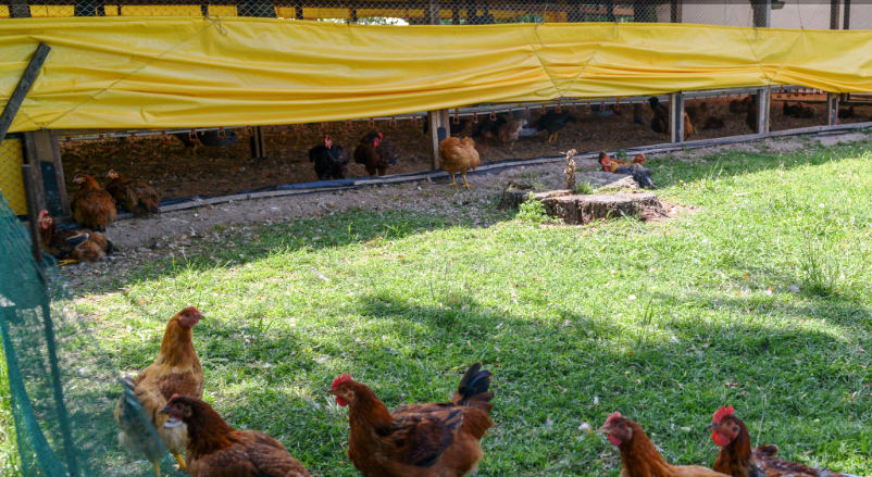 La única granja de pollos orgánicos del país está en Provincia de ...