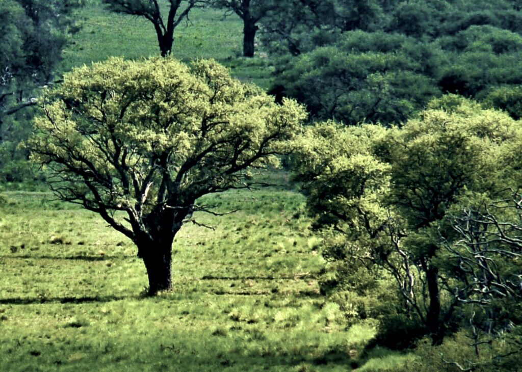 Los manejos en el bosque de caldén vuelven más accesible el sistema ...