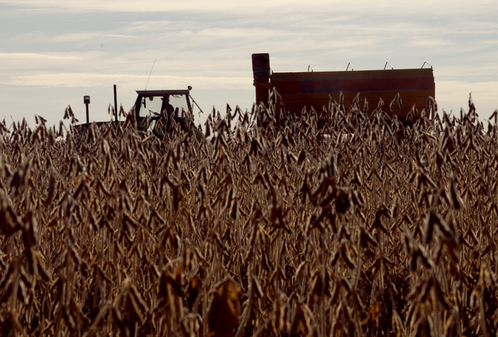 Nueva Tecnología en Rotulado de Soja I-QR – Rural al día