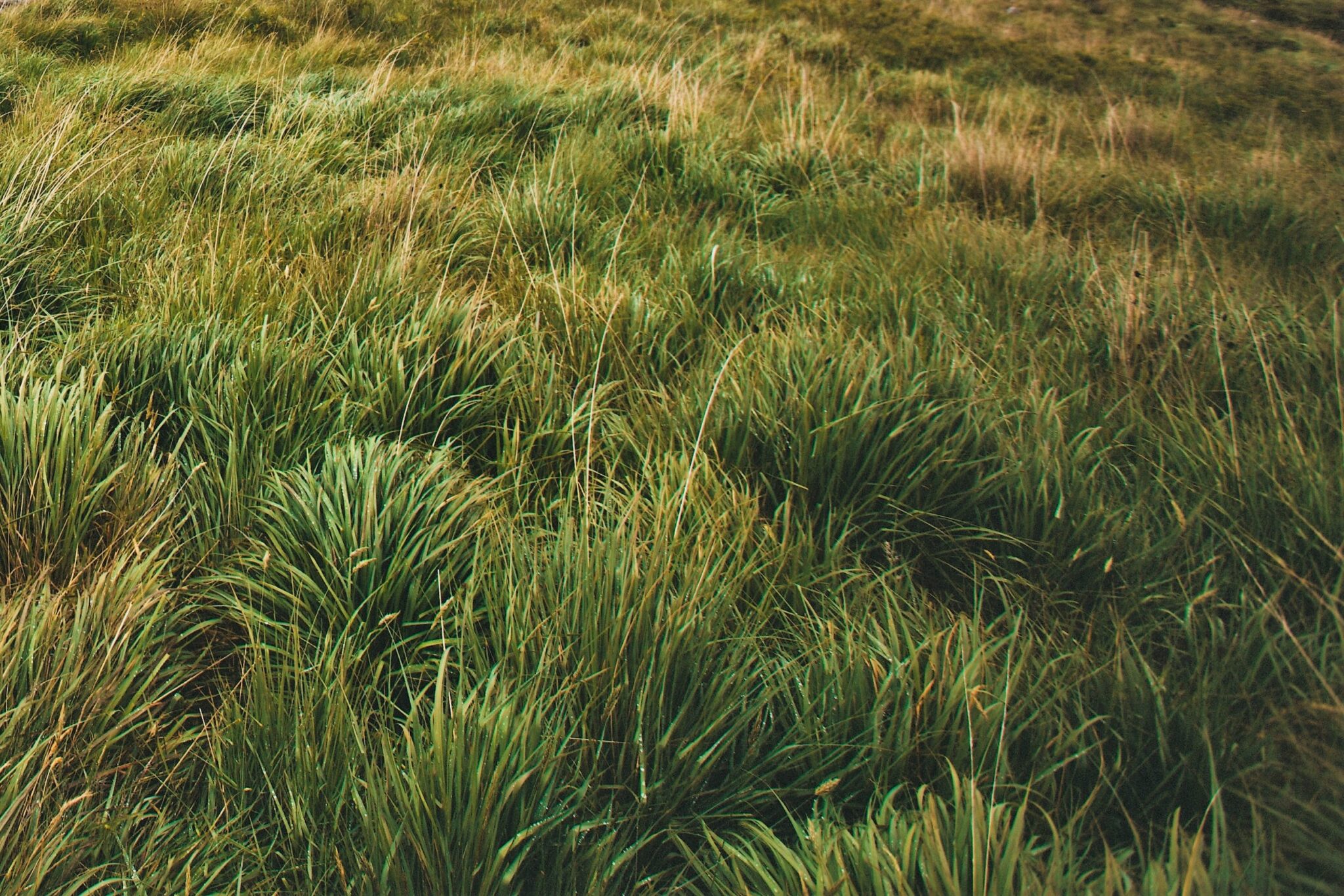 Los beneficios de las pasturas perennes – Rural al día