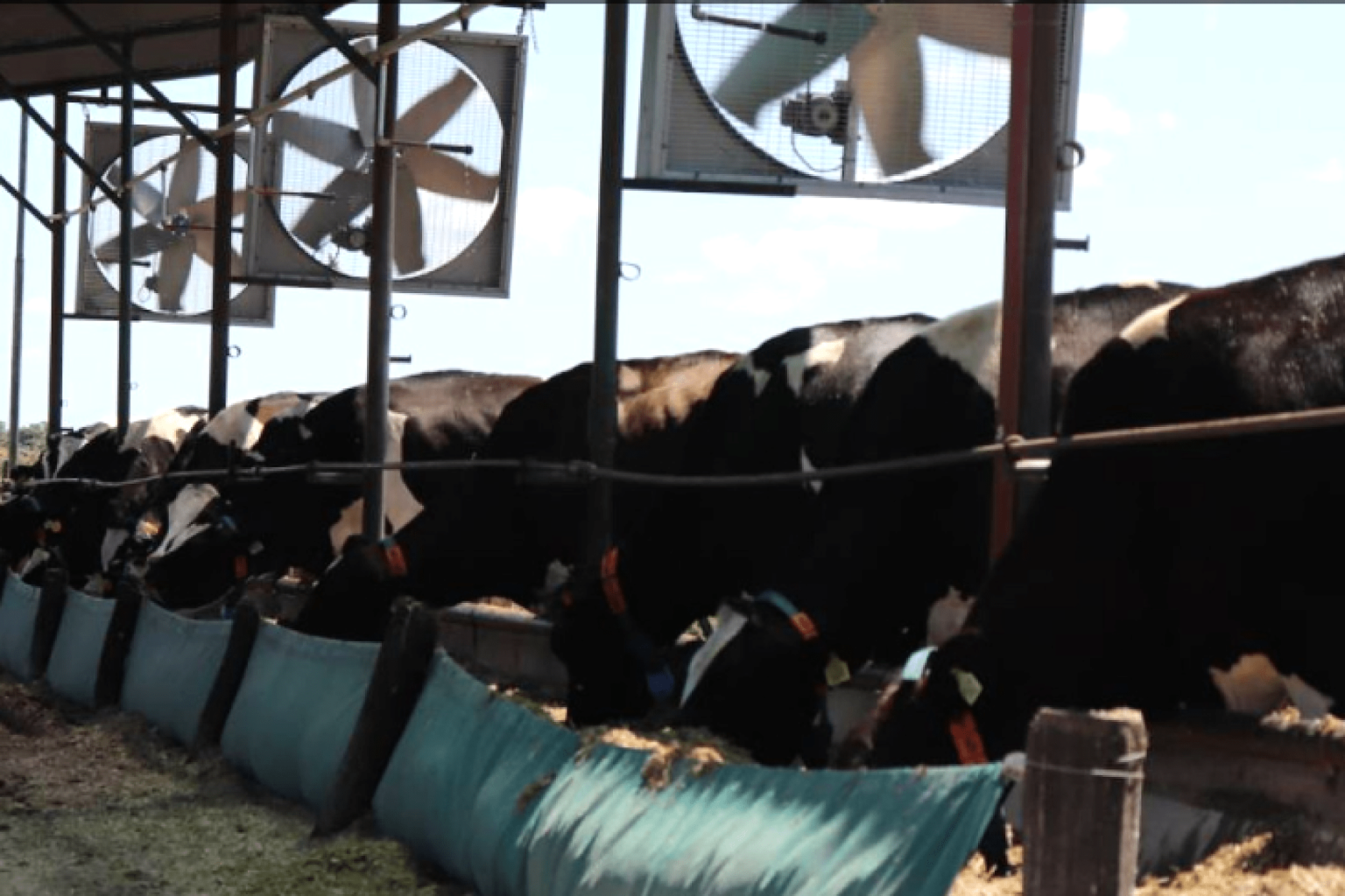 Vacas frescas: Un sistema contra el estrés calórico – Rural al día