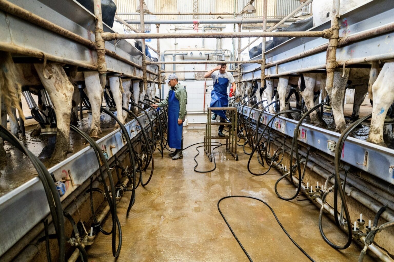 Mañana: manejo reproductivo y genético del tambo – Rural al día