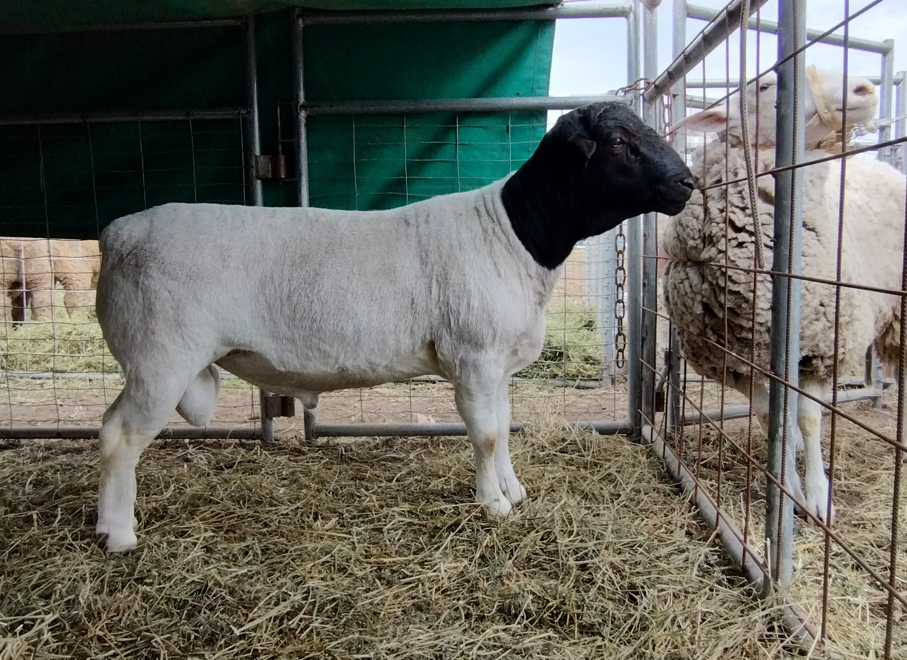 Un cabañero ovino que apuesta a extender la tradición – Rural al día