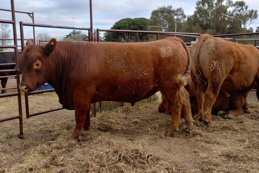 La Cirila sigue eligiendo el Angus colorado – Rural al día