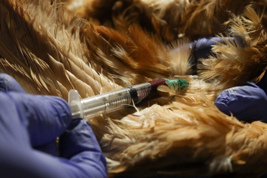 Actualizan el sistema de acreditación para veterinarios, técnicos y ...